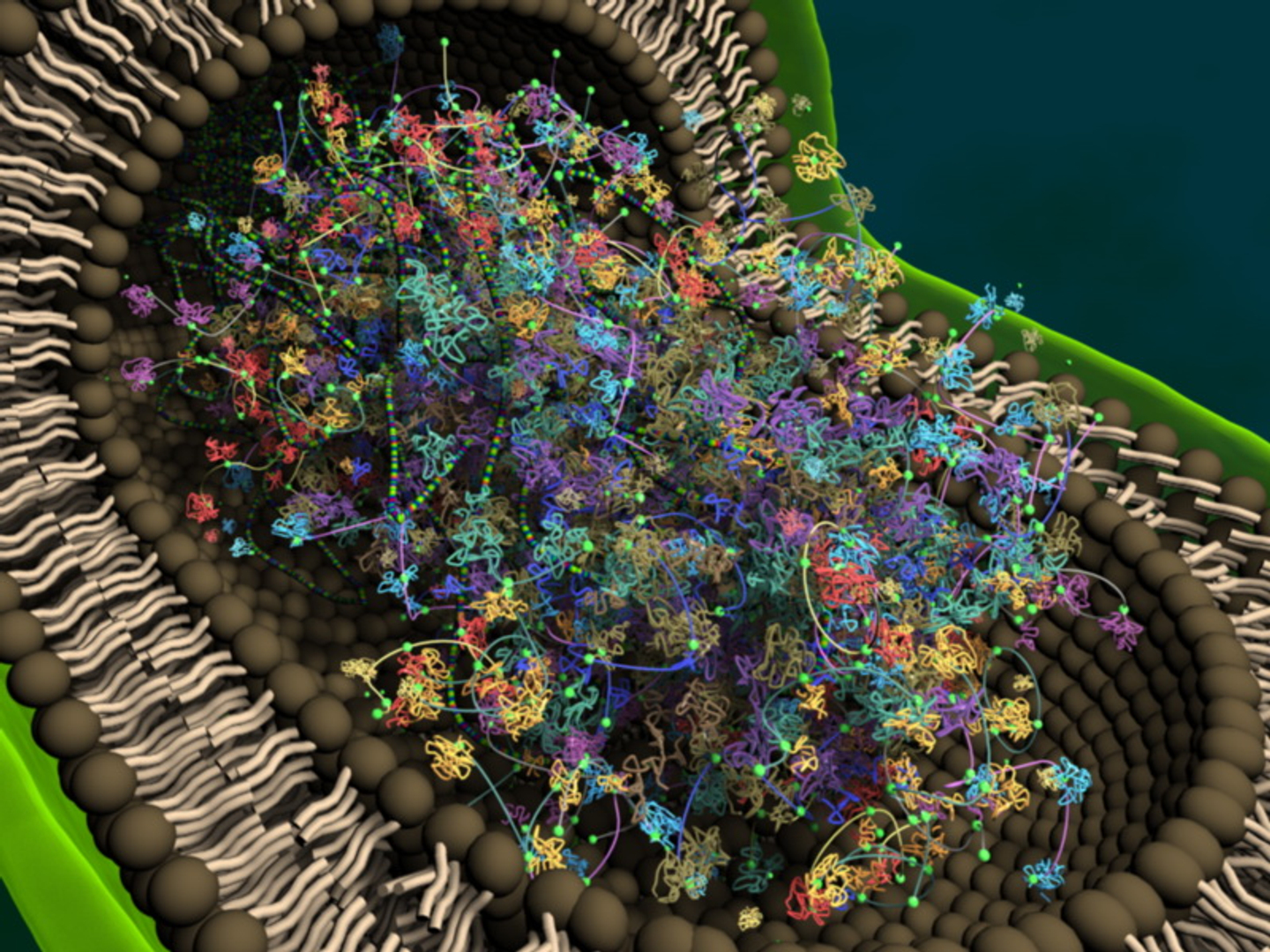bacterium eukaryont dna 3d model