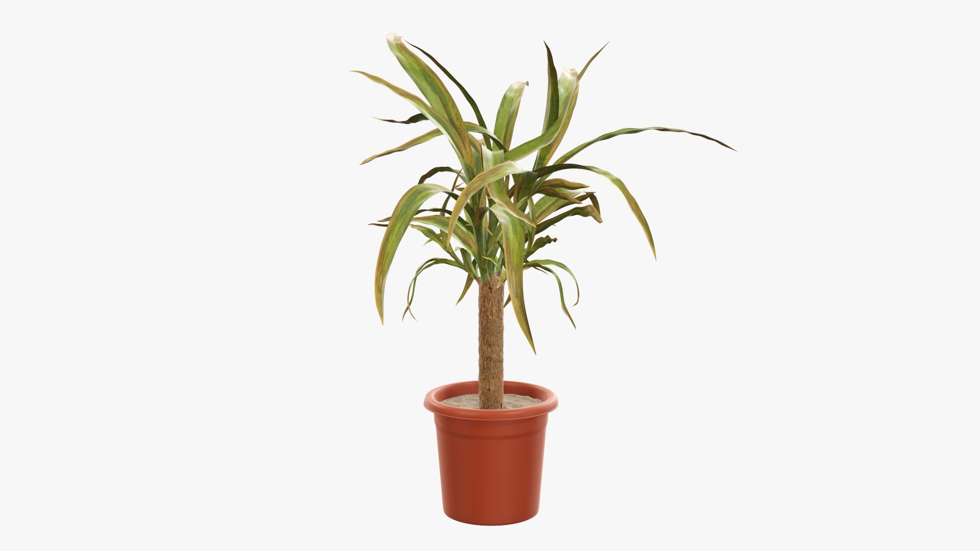 Plant nature flora 3D model - TurboSquid 1645772