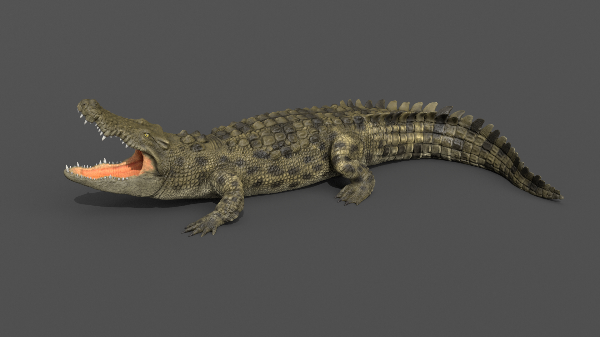 Saltwater Crocodile Rigged 3D Model - TurboSquid 2137261