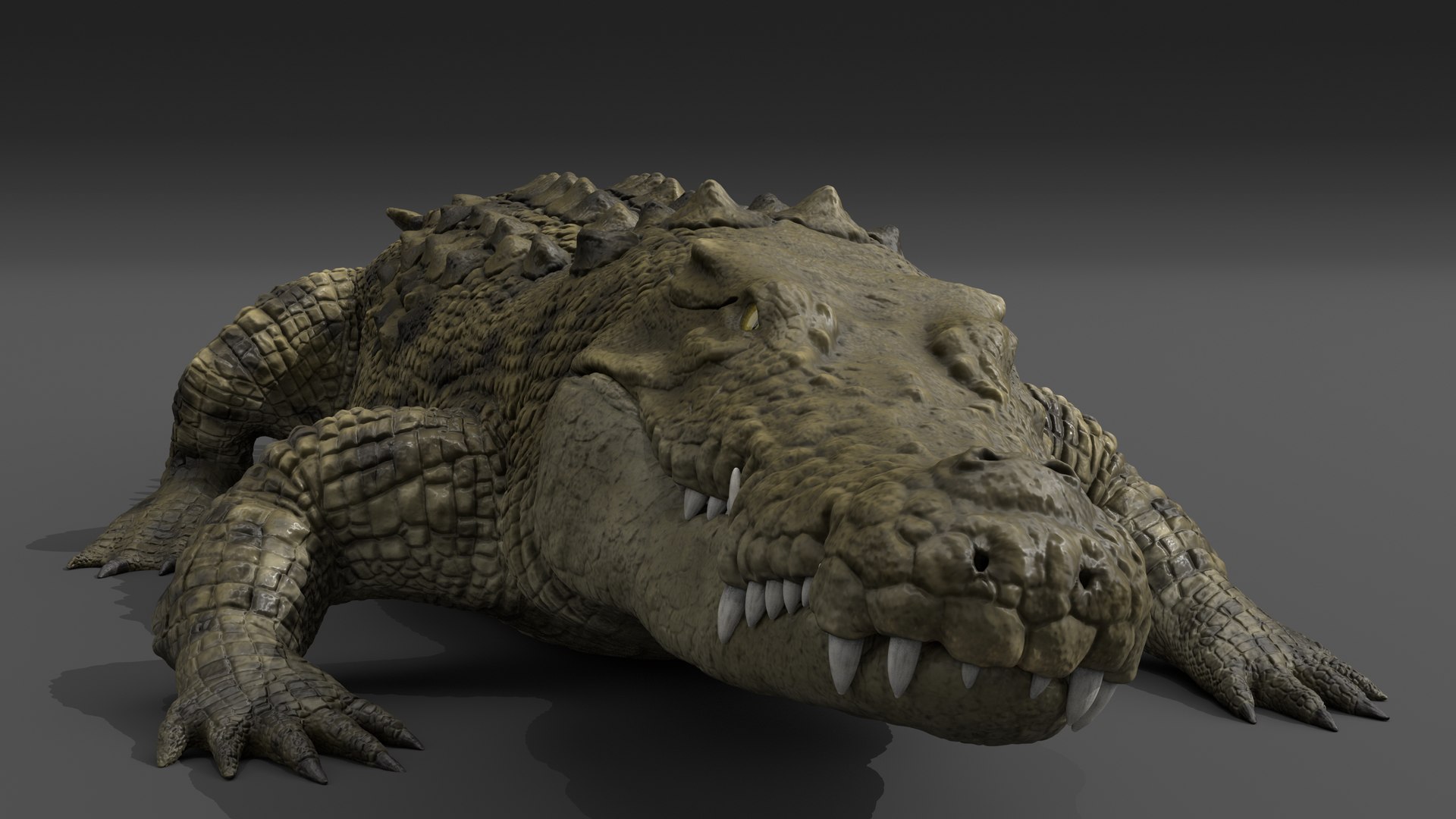 Saltwater Crocodile Rigged 3D Model - TurboSquid 2137261