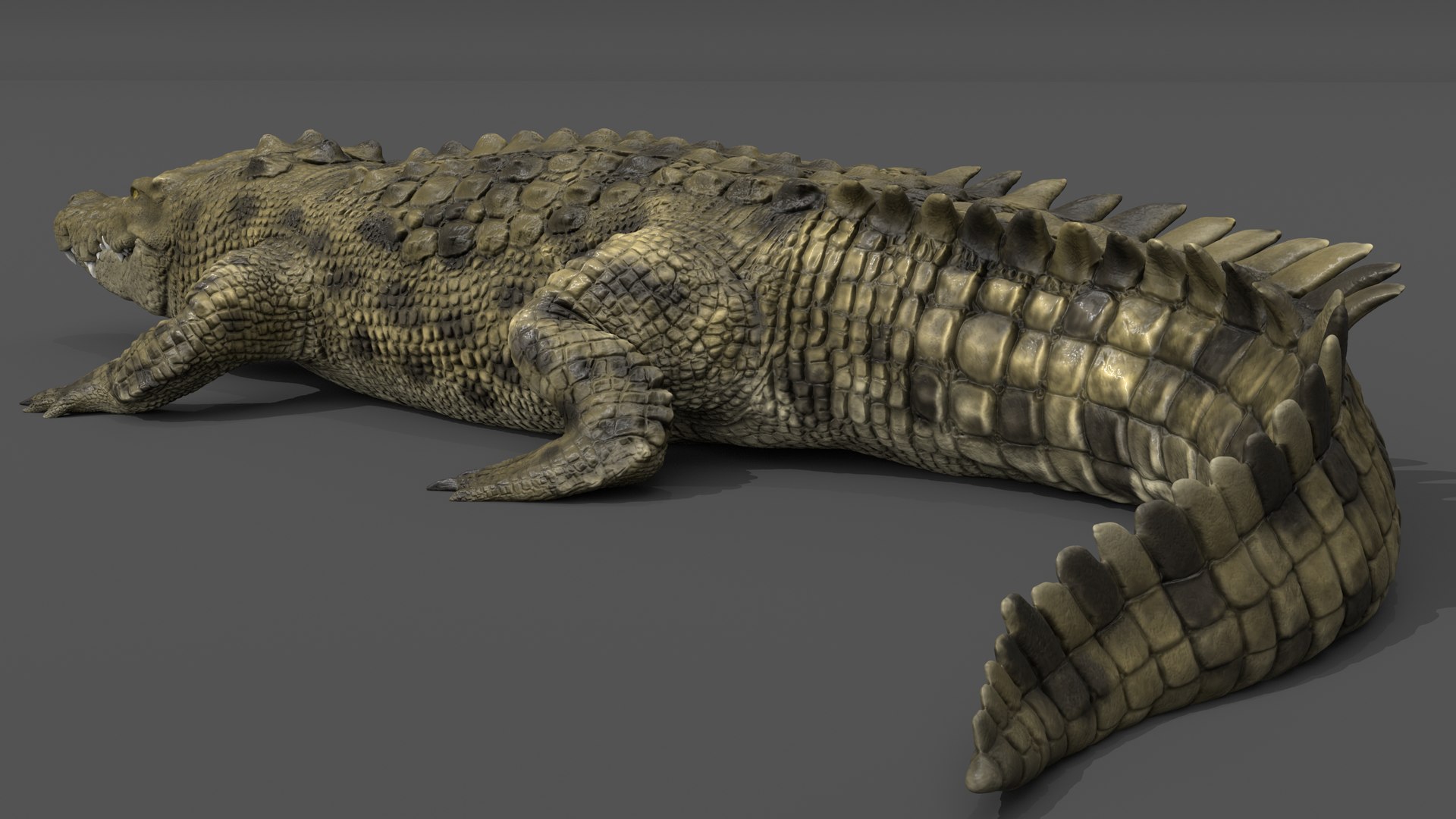 Saltwater Crocodile Rigged 3D Model - TurboSquid 2137261
