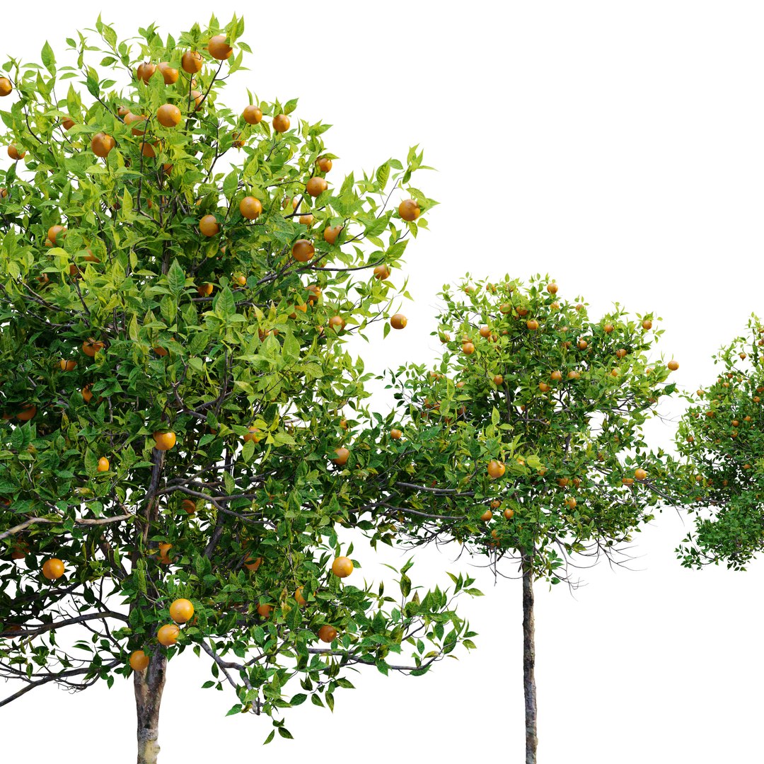 Orange Tree 3D Model - TurboSquid 2044059