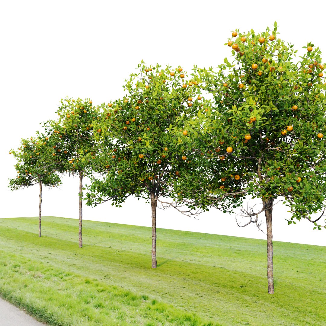 Orange Tree 3D Model - TurboSquid 2044059