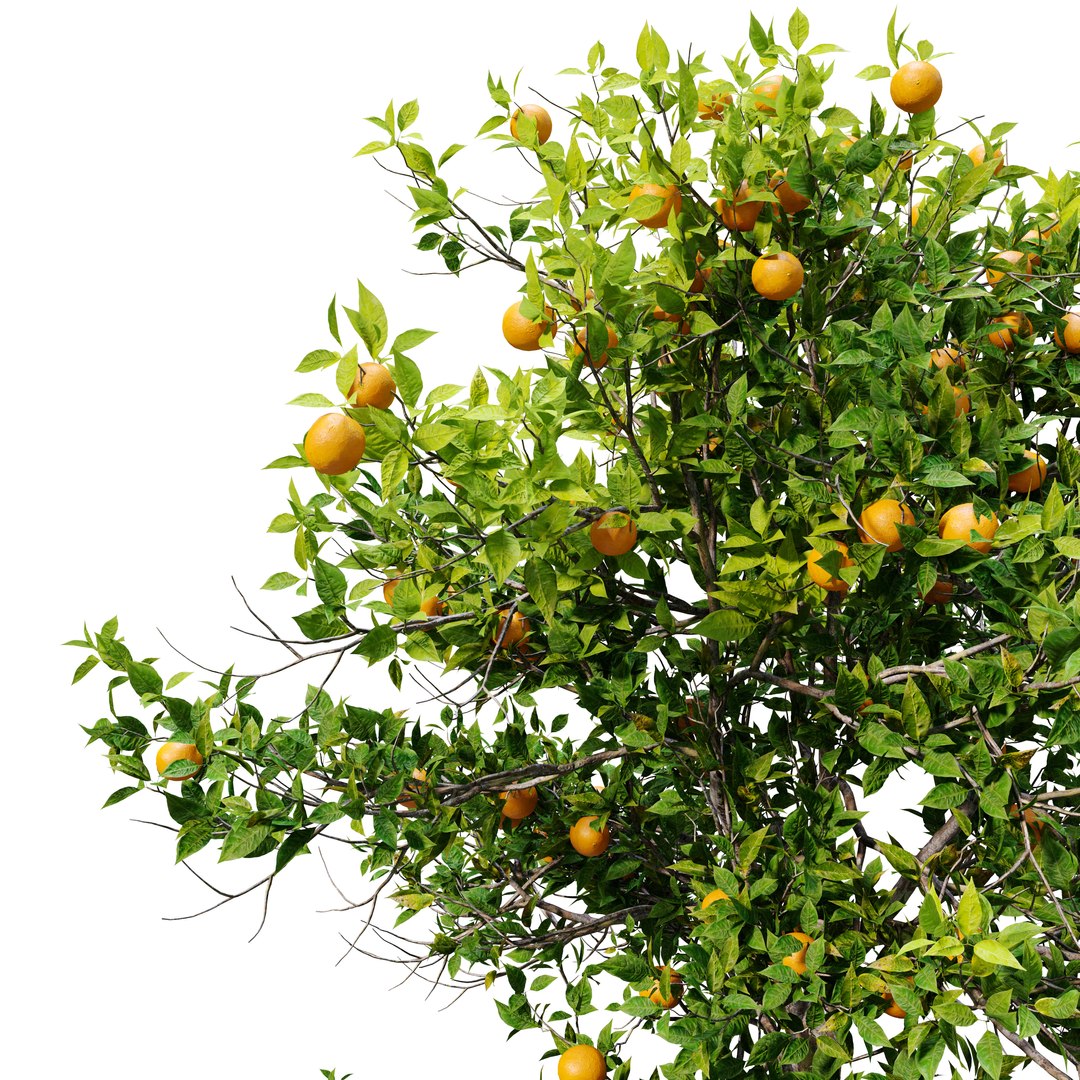 Orange Tree 3D Model - TurboSquid 2044059