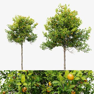 orange tree pl 3d model