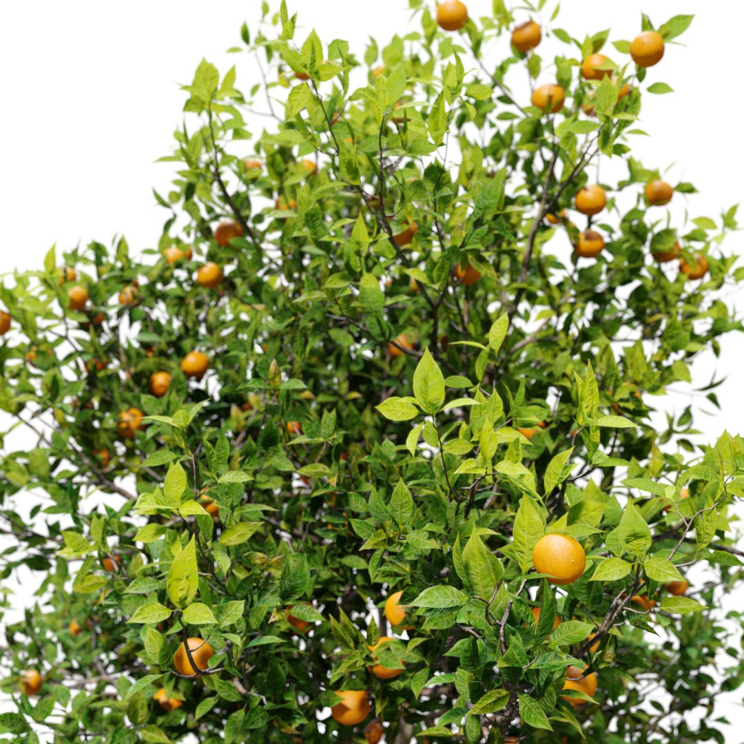 Orange Tree 3D Model - TurboSquid 2044059