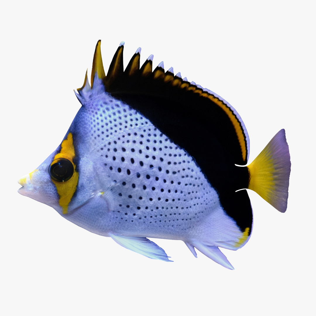 3ds Butterflyfish Tinkeri