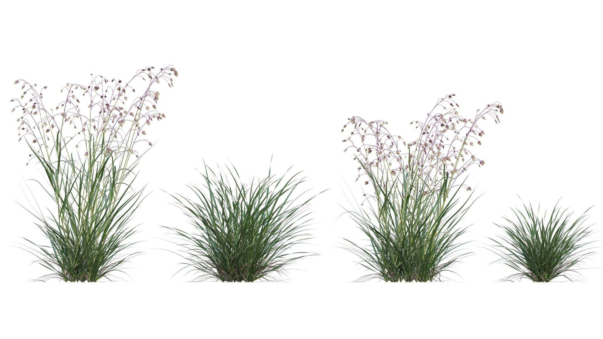 Briza media - Quaking Grass 3D model - TurboSquid 1974348