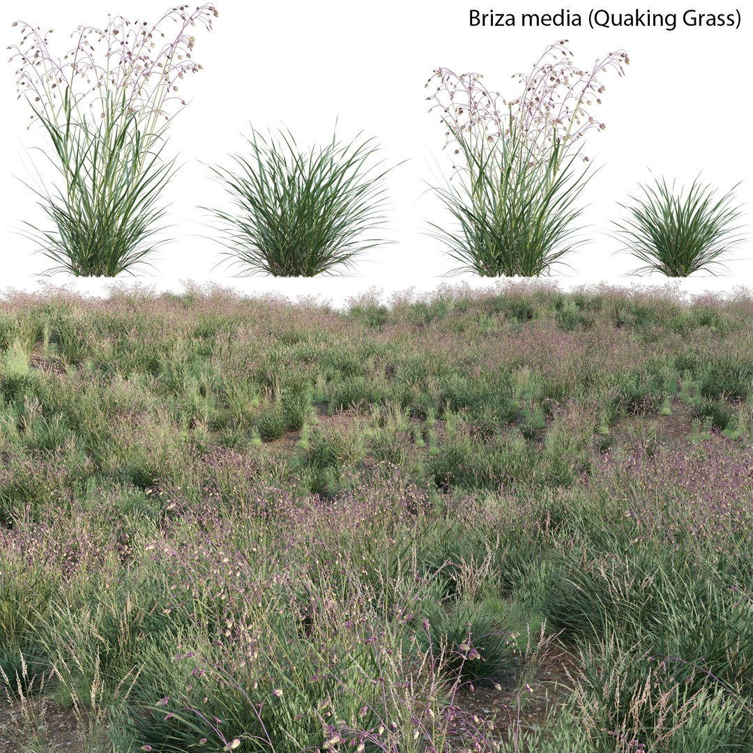 Briza media - Quaking Grass 3D model - TurboSquid 1974348