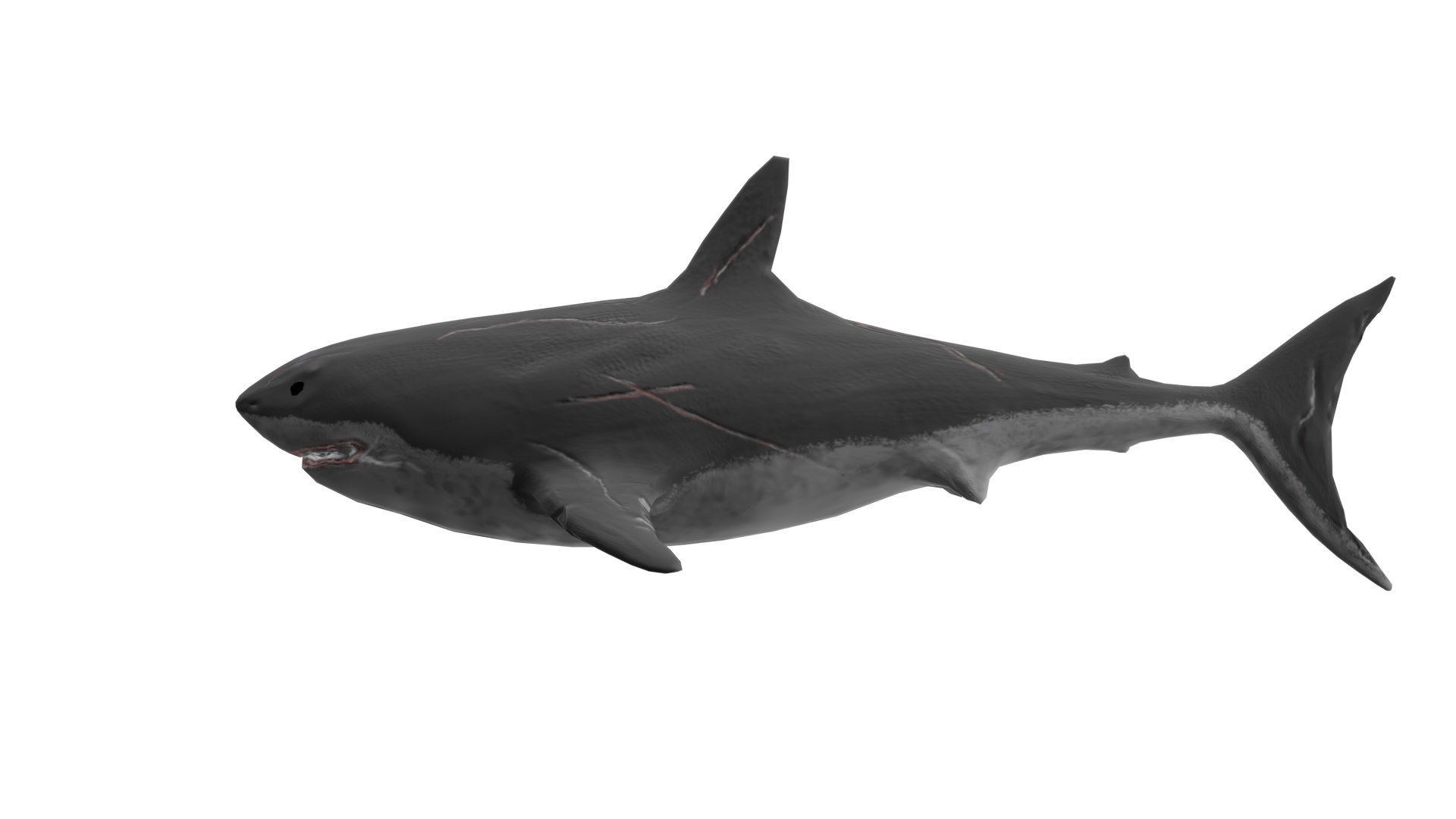 Free White Shark 3D Model - TurboSquid 1801738