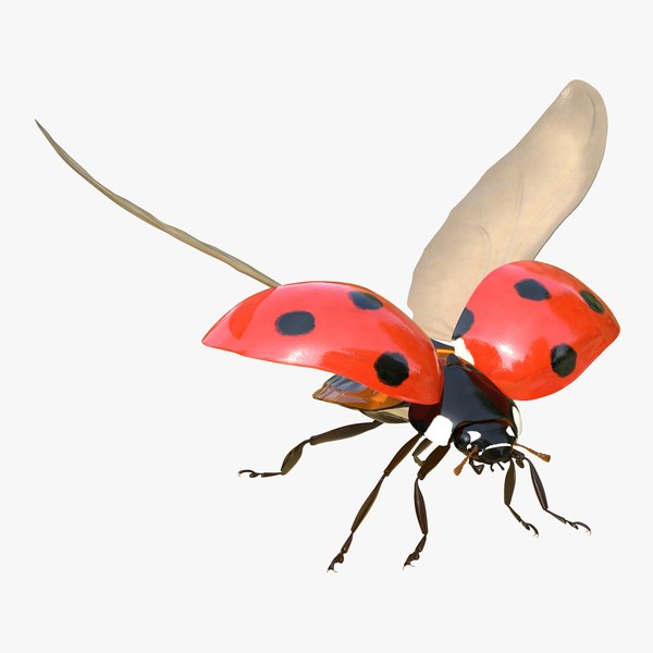modelo 3d Flying Ladybug Rigged - TurboSquid 1045865