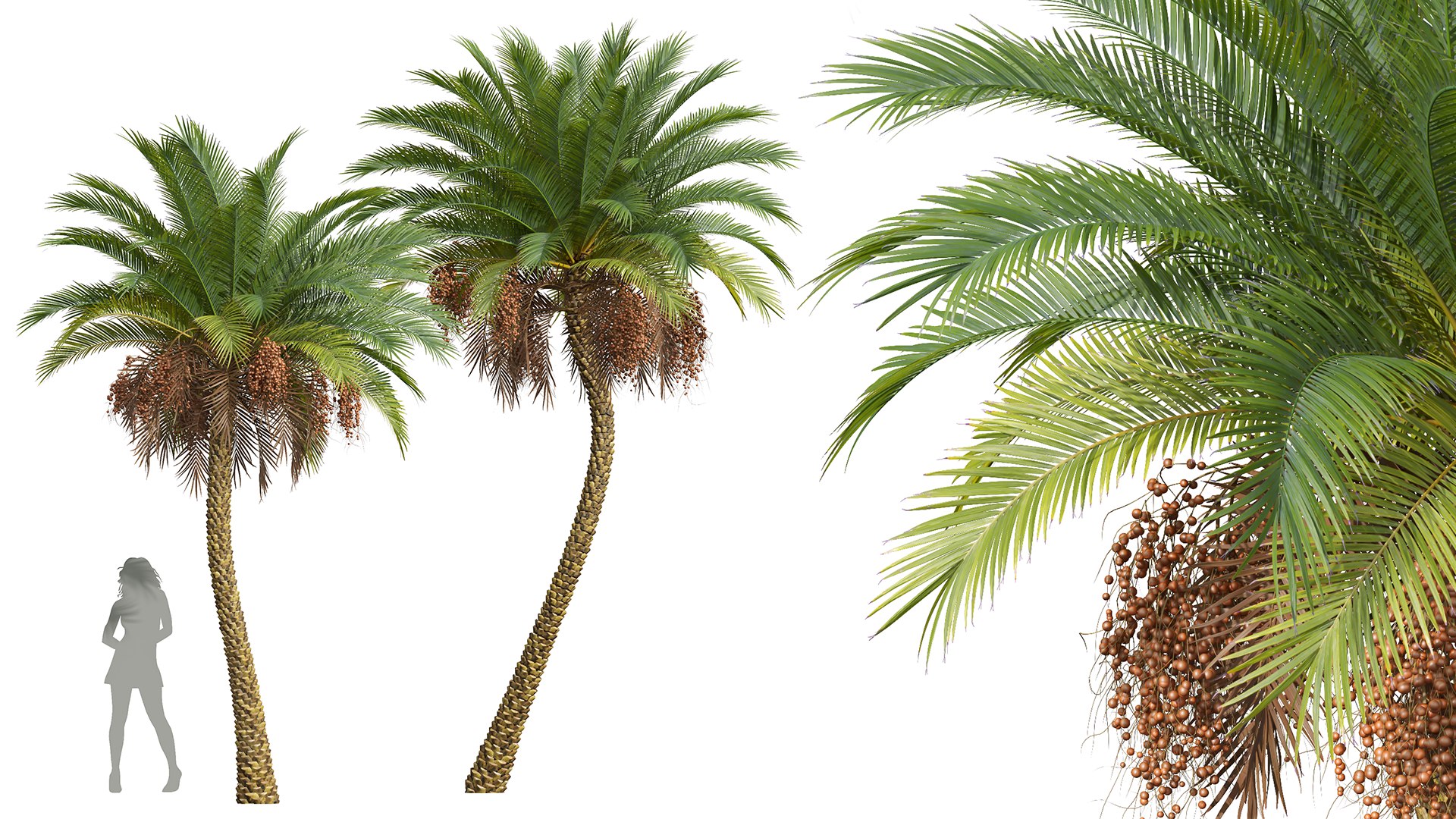 AV Sabal Palmetto Cabbage Palm And Phoenix Sylvestris Fruit Palm Tree ...