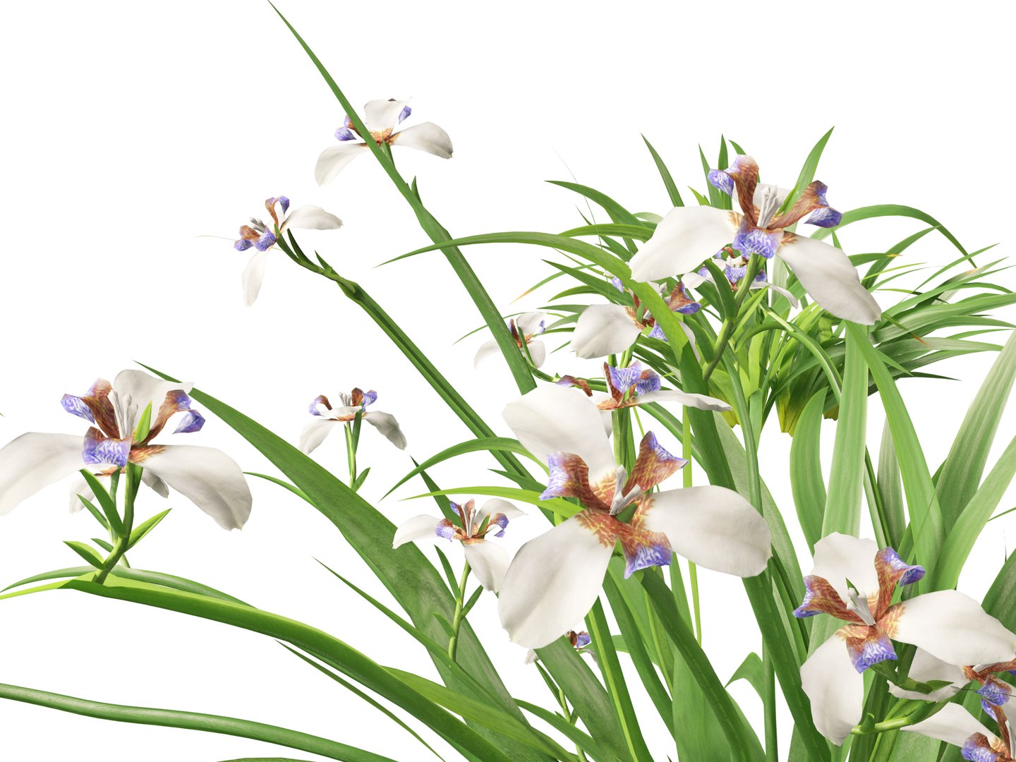 Neomarica Gracilis - Walking Iris 3D Model - TurboSquid 2132116