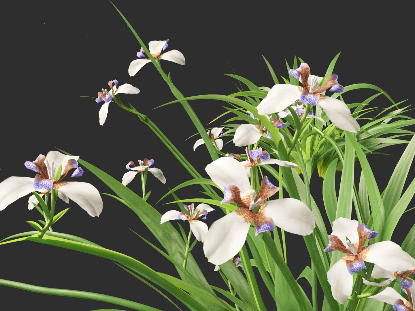 Neomarica Gracilis - Walking Iris 3D Model - TurboSquid 2132116