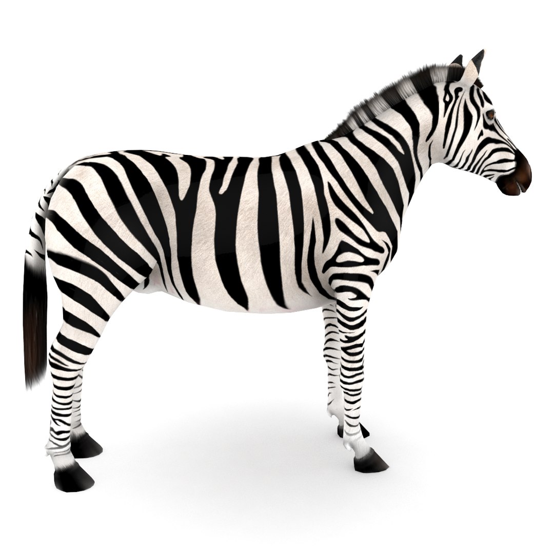 Zebra 3D Model - TurboSquid 1396981