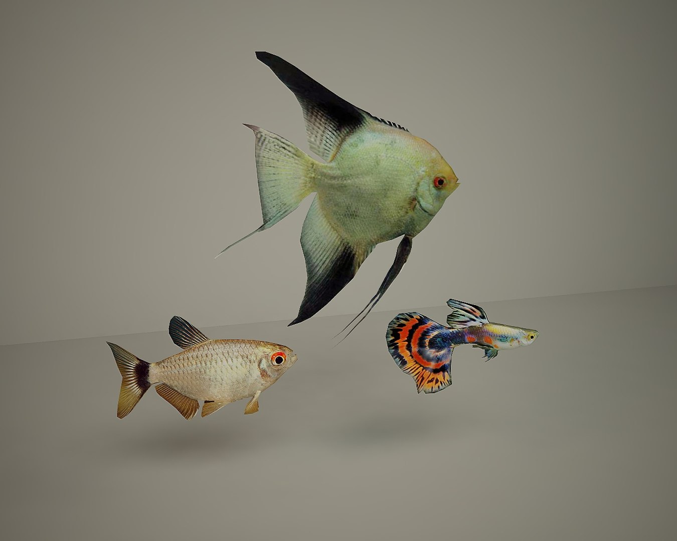 3d Fish Model