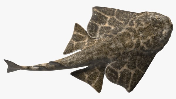 3D Angel Shark Attack Pose - TurboSquid 1919630