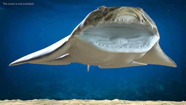 3D Angel Shark Attack Pose - TurboSquid 1919630