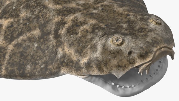 3D Angel Shark Attack Pose - TurboSquid 1919630