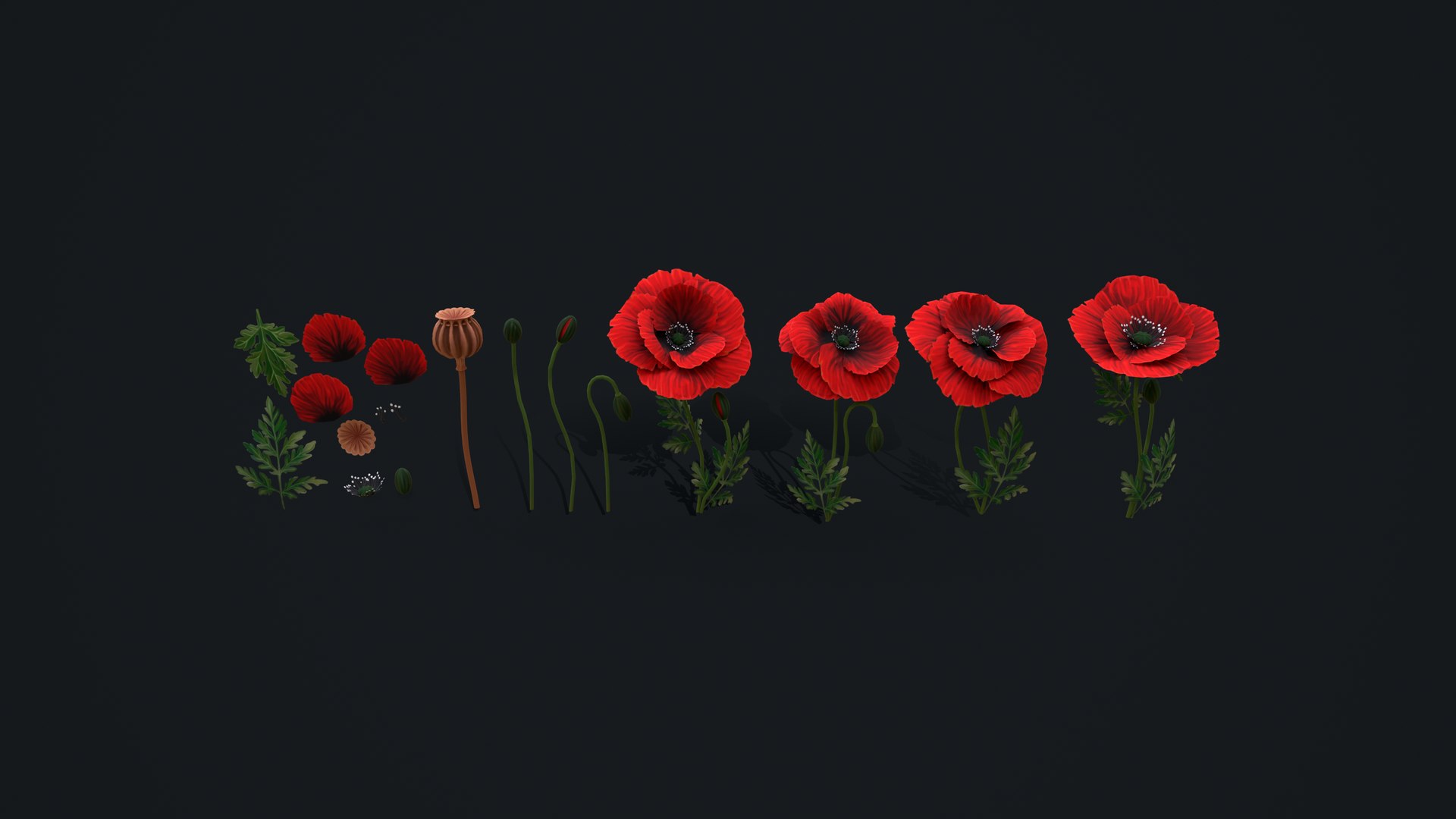 Stylized Handpainted Poppy 3D Model - TurboSquid 1994946