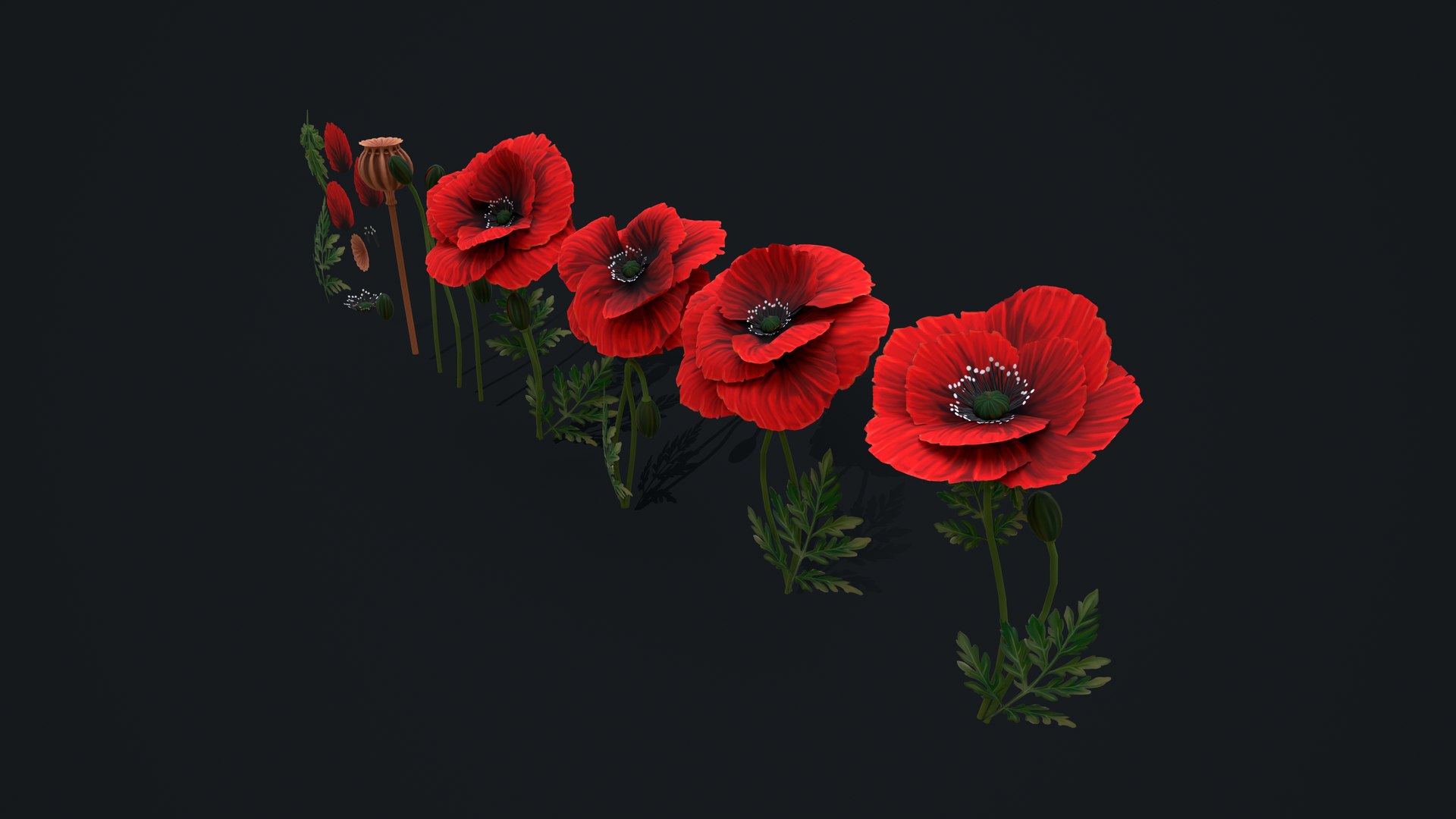 Stylized Handpainted Poppy 3D Model - TurboSquid 1994946
