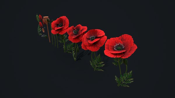 Stylized handpainted Poppy 3D model - TurboSquid 1994946