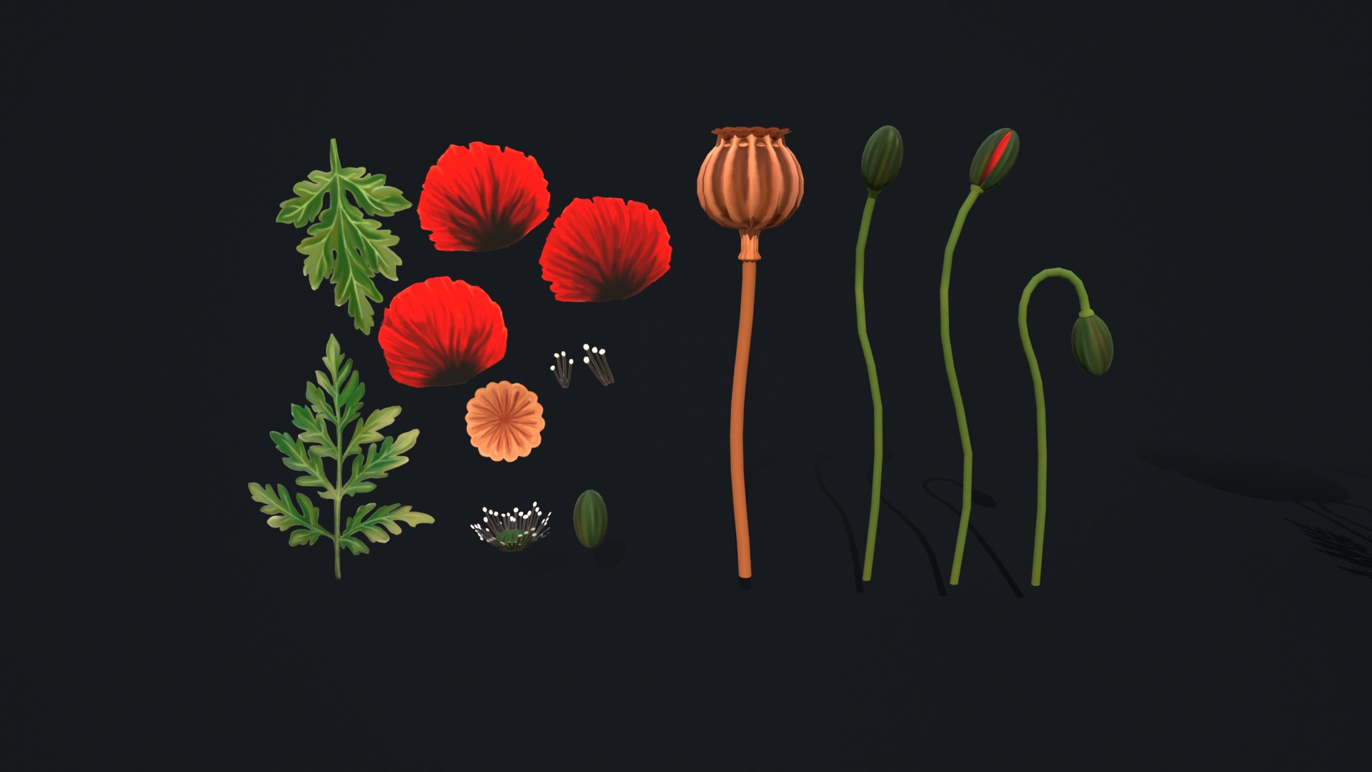 Stylized Handpainted Poppy 3D Model - TurboSquid 1994946