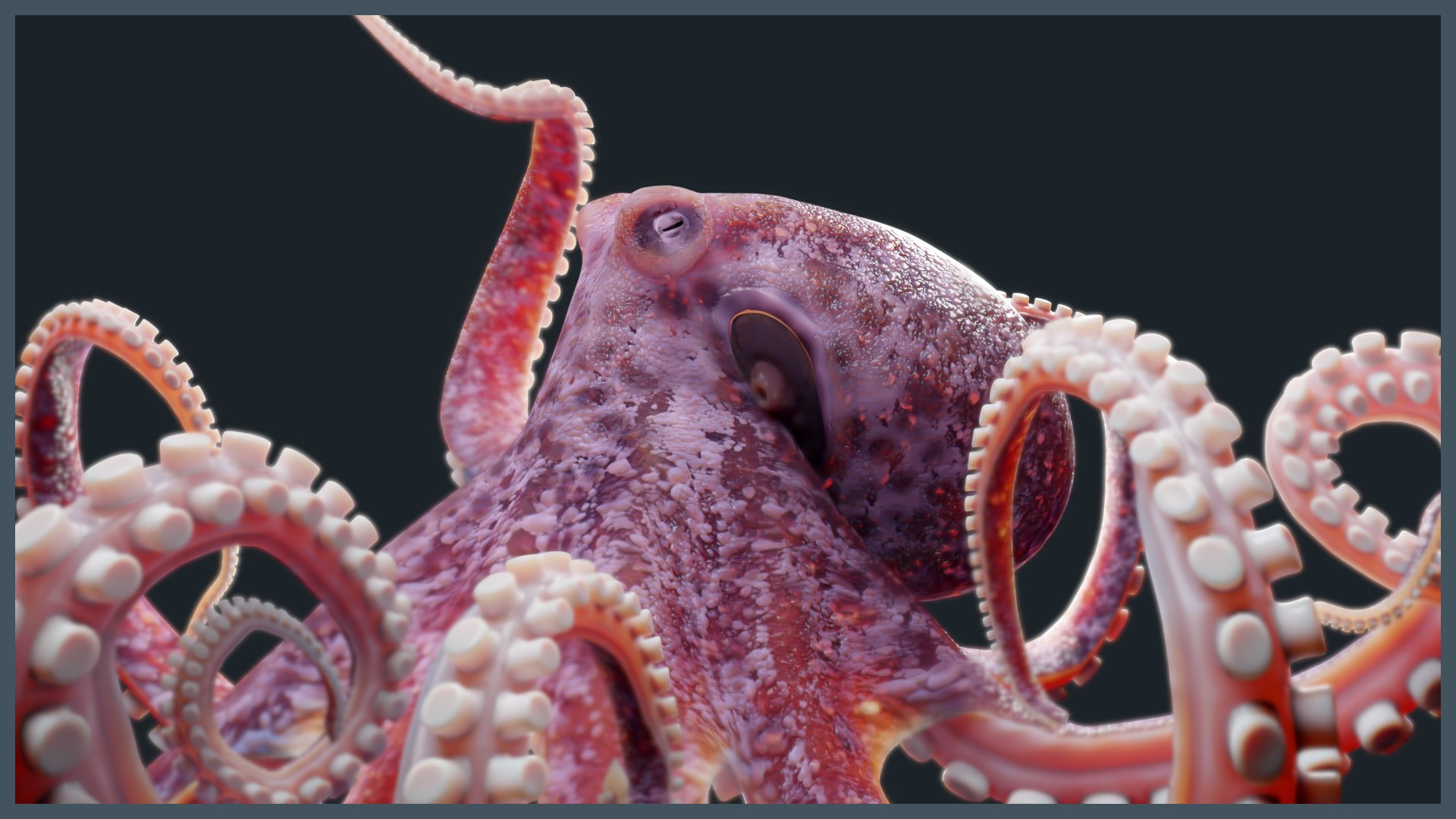 3D Octopus Mega Pack - TurboSquid 2044526