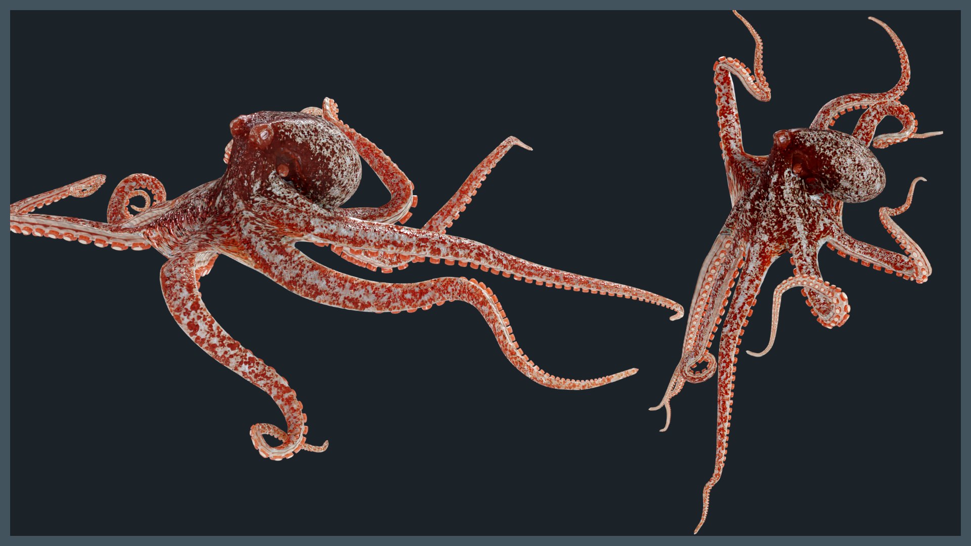 3D Octopus Mega Pack - TurboSquid 2044526