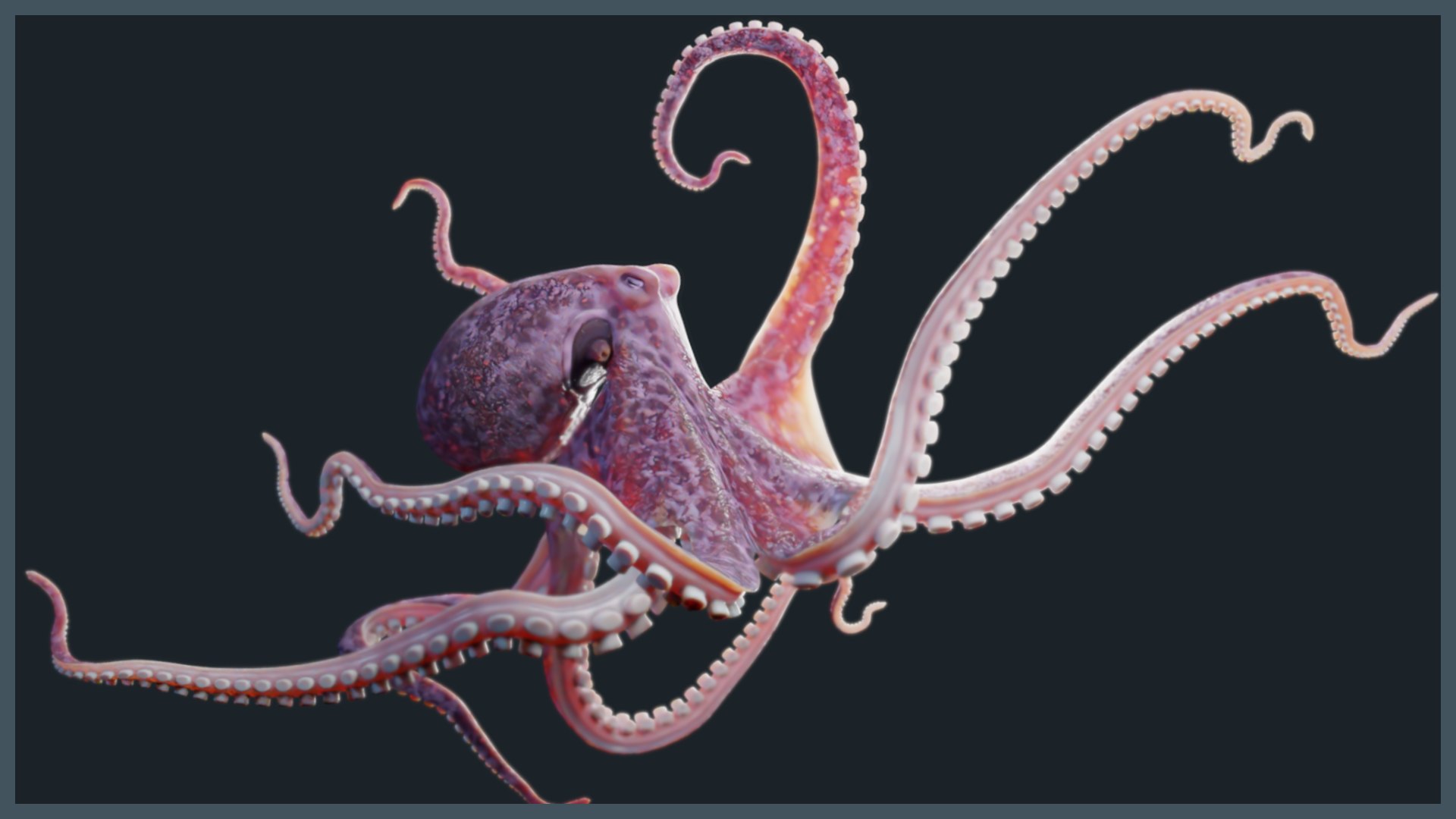 3D Octopus Mega Pack - TurboSquid 2044526