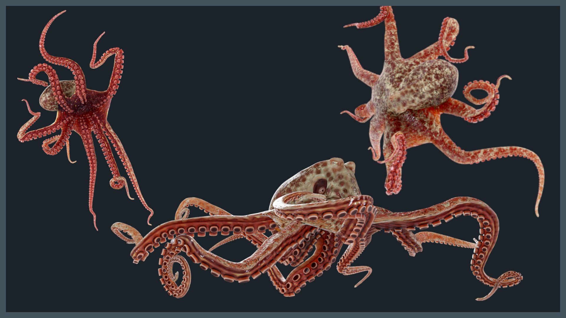 3D Octopus Mega Pack - TurboSquid 2044526