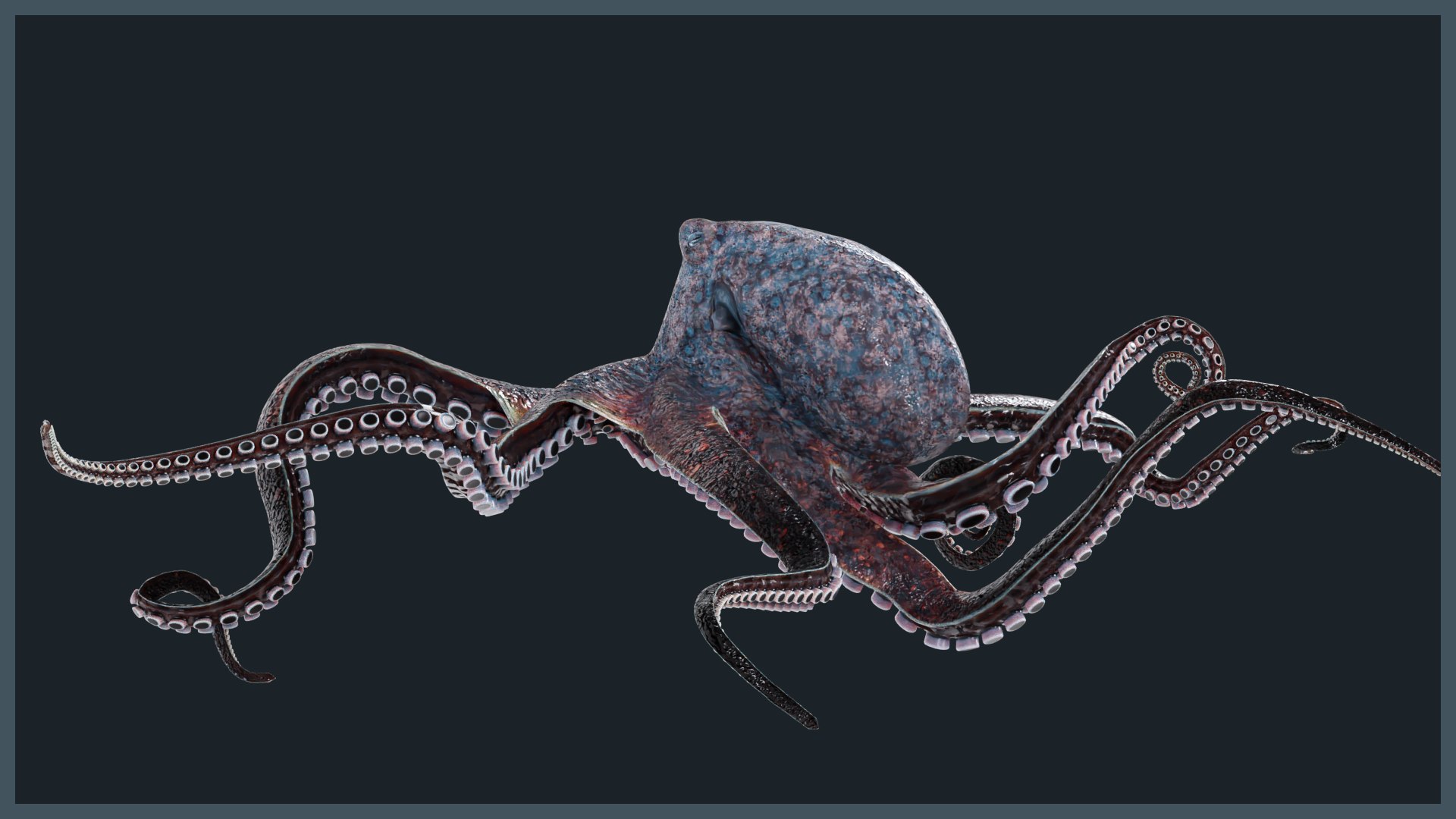 3D Octopus Mega Pack - TurboSquid 2044526