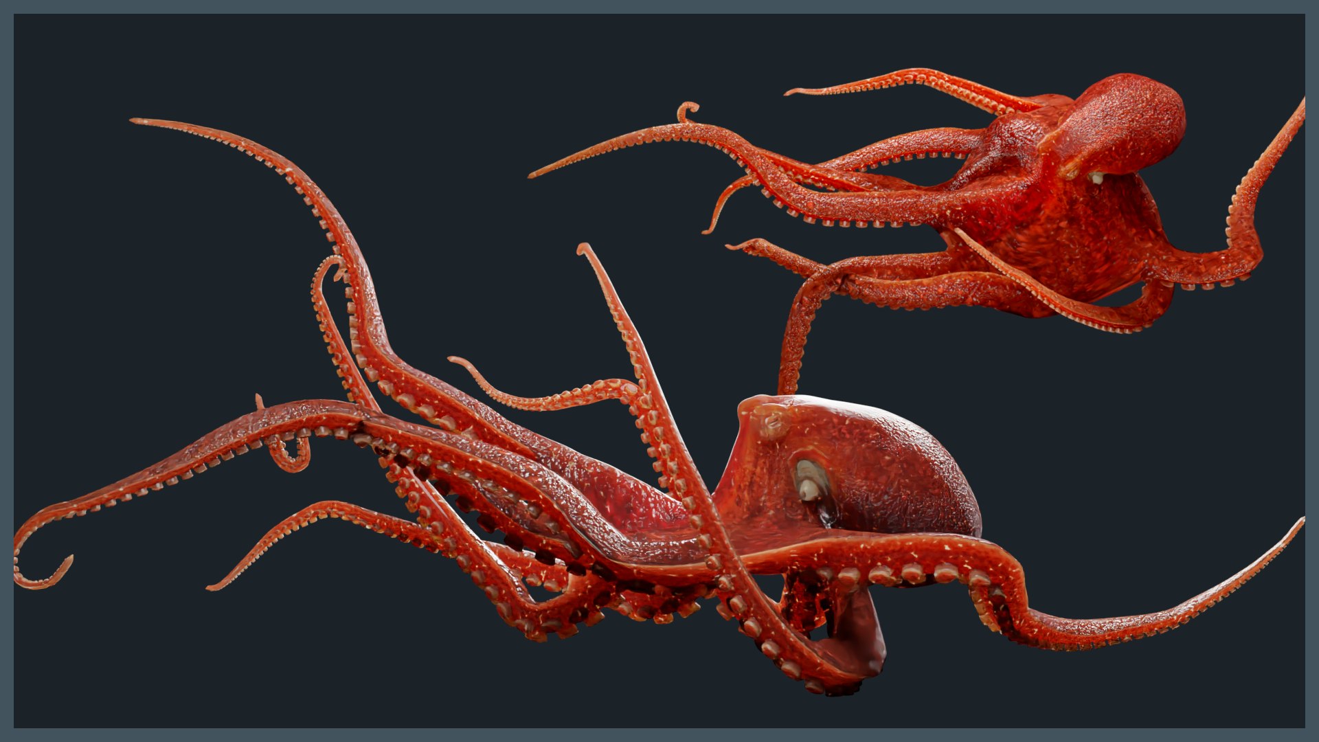 3D Octopus Mega Pack - TurboSquid 2044526