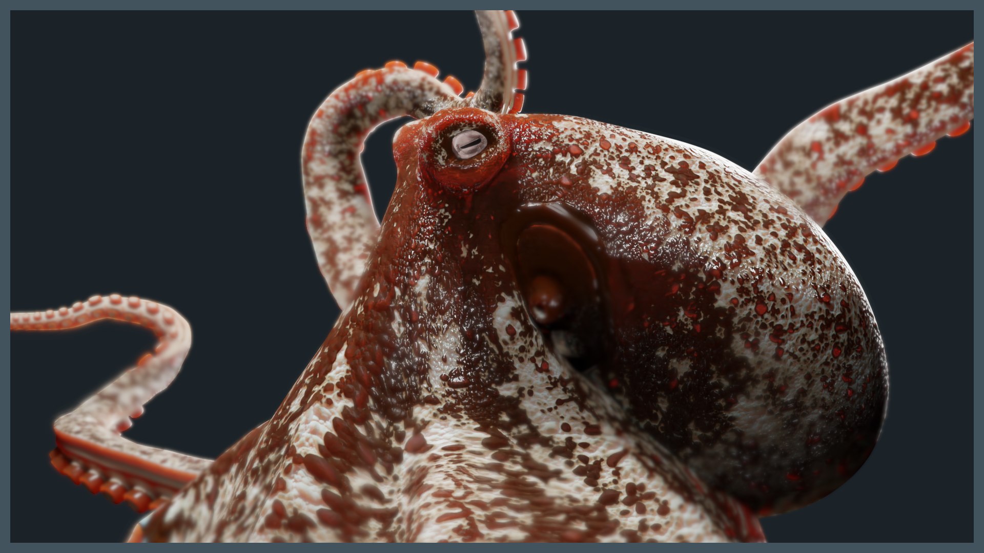3D Octopus Mega Pack - TurboSquid 2044526