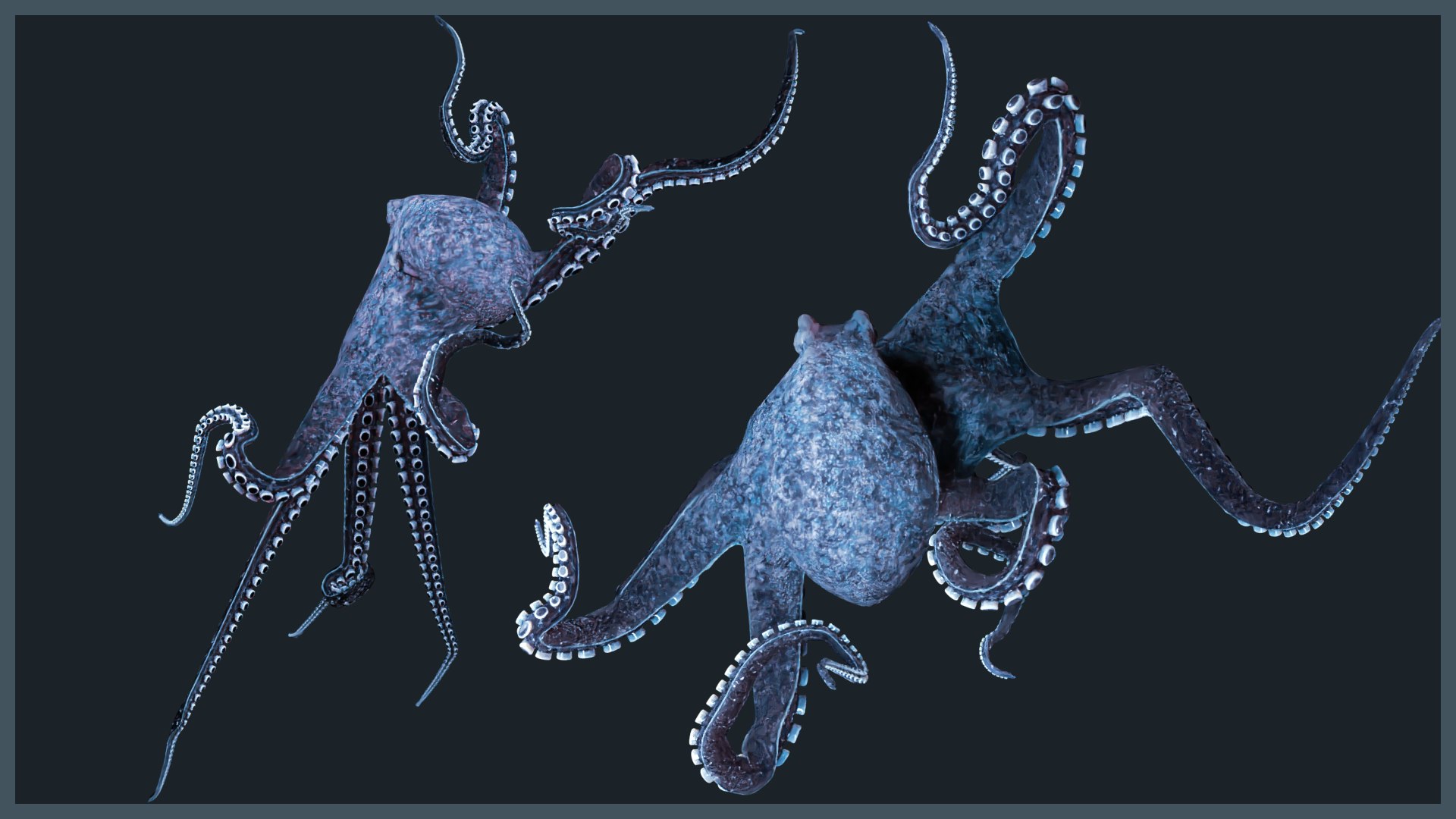 3D Octopus Mega Pack - TurboSquid 2044526