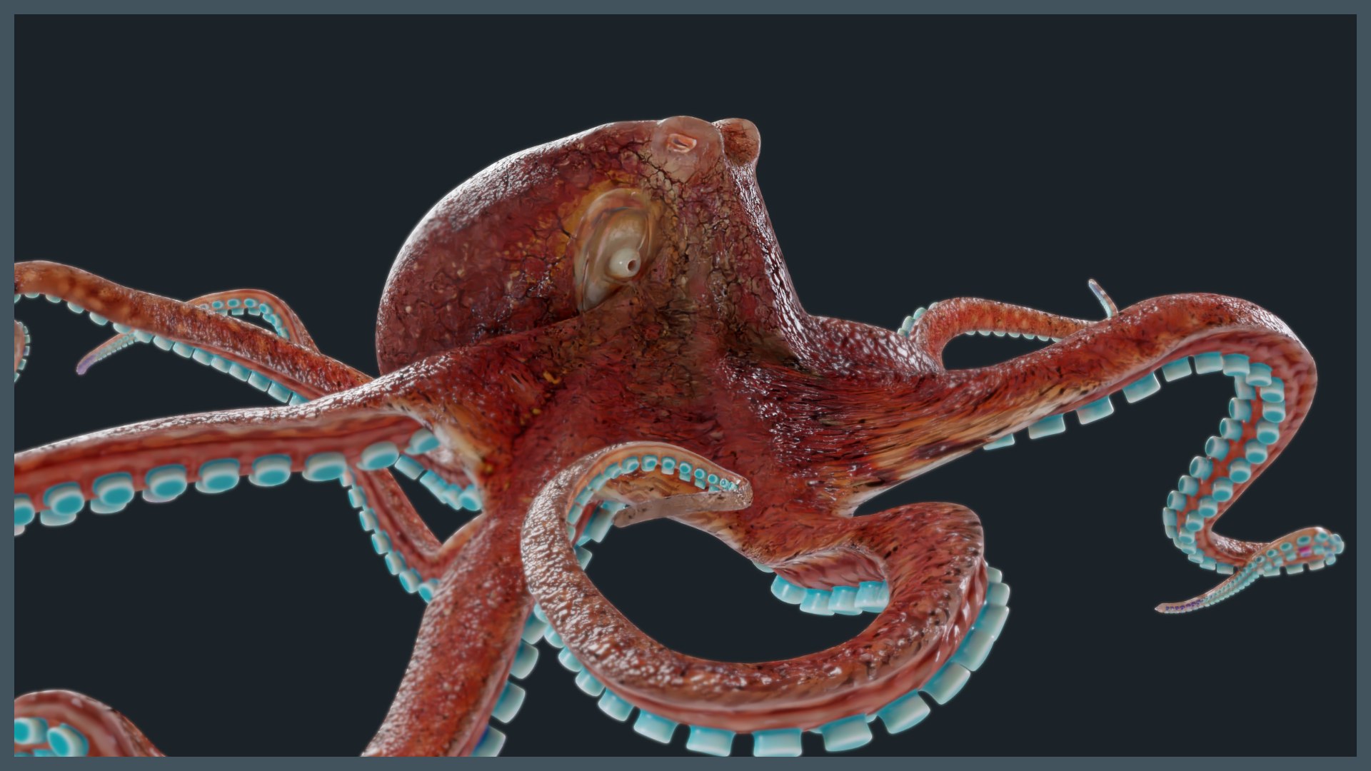 3D Octopus Mega Pack - TurboSquid 2044526