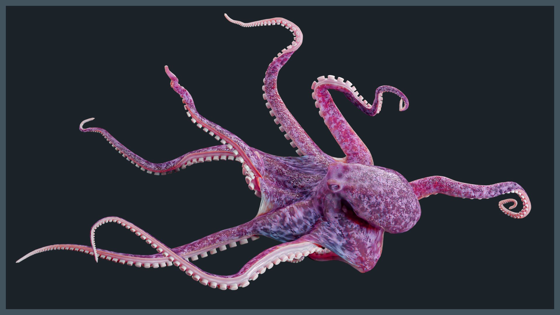 3D Octopus Mega Pack - TurboSquid 2044526