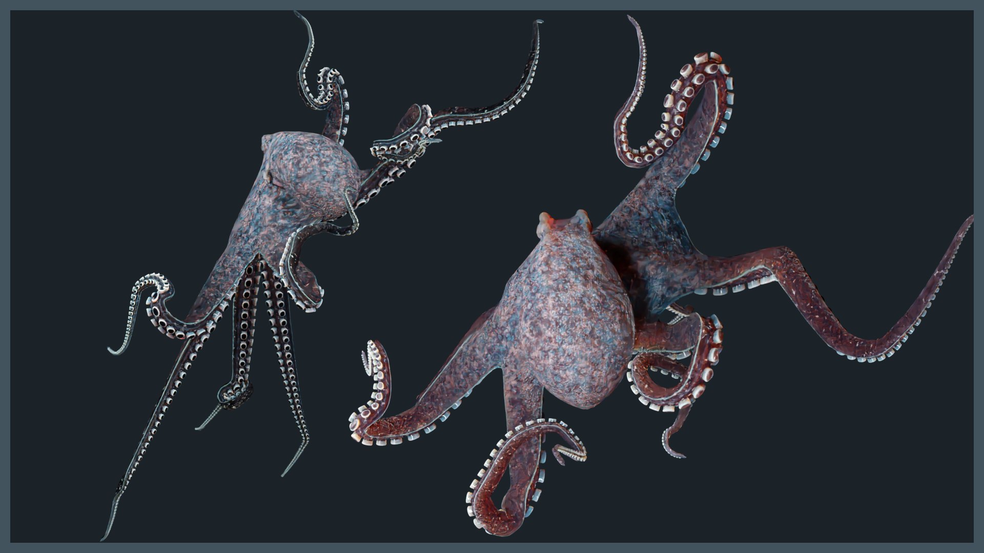3D Octopus Mega Pack - TurboSquid 2044526
