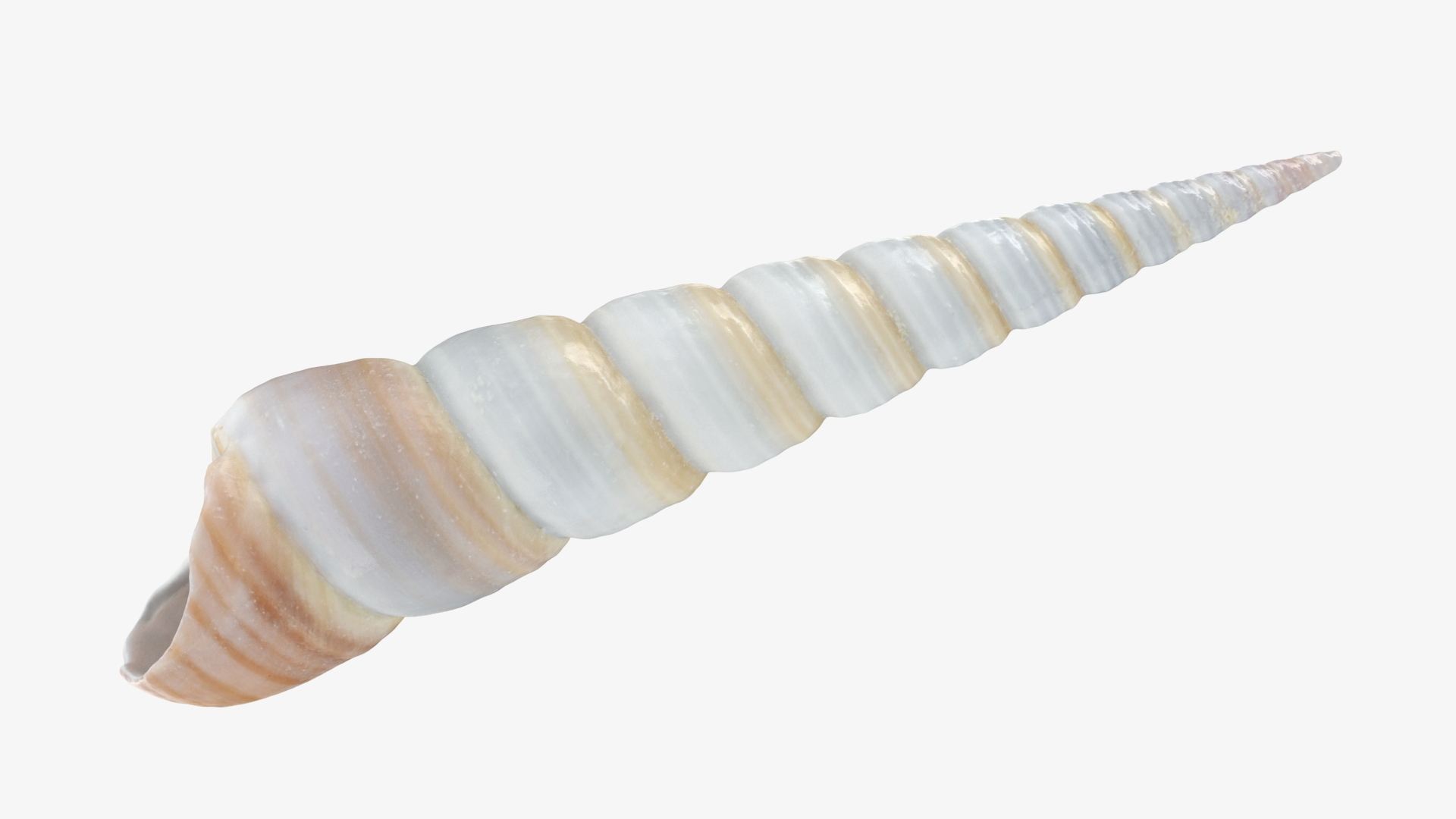 Turritella Communis 3D Model - TurboSquid 2360164