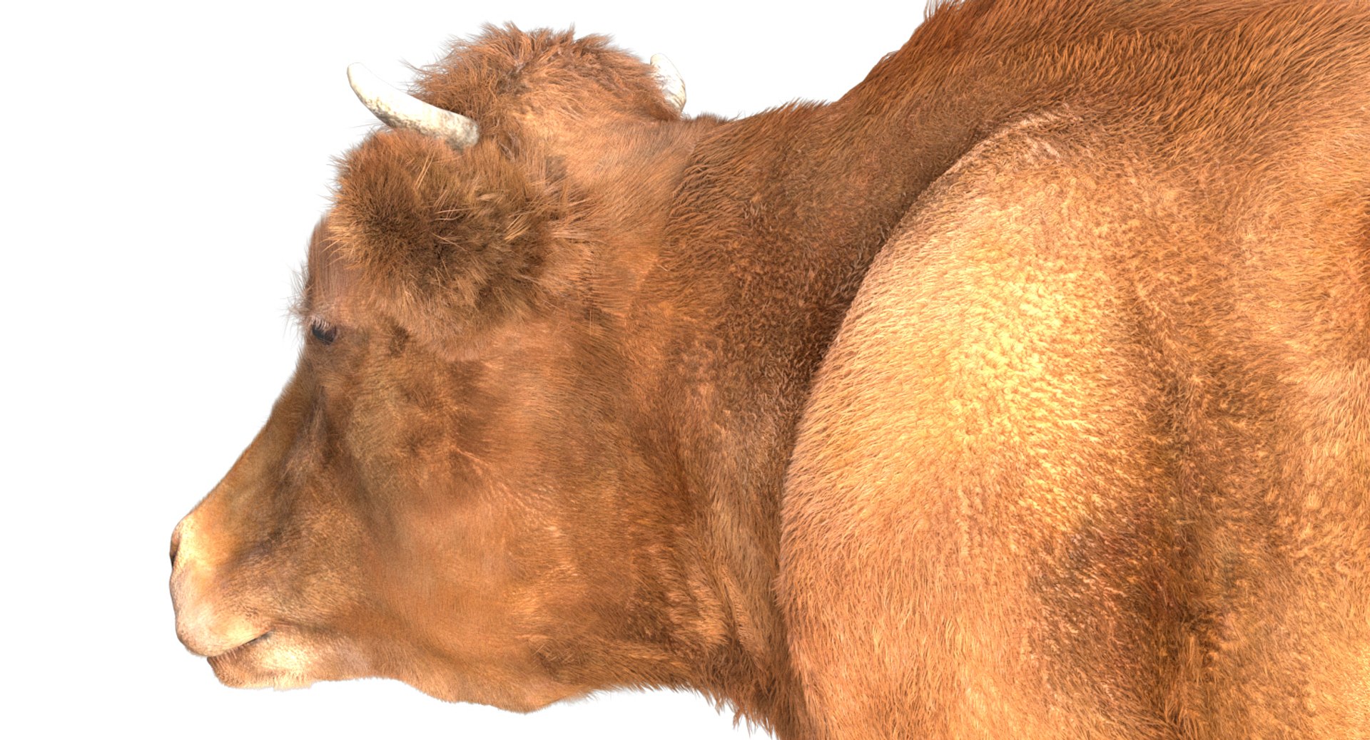 Cow Cattle Livestock 3D Model - TurboSquid 1390838