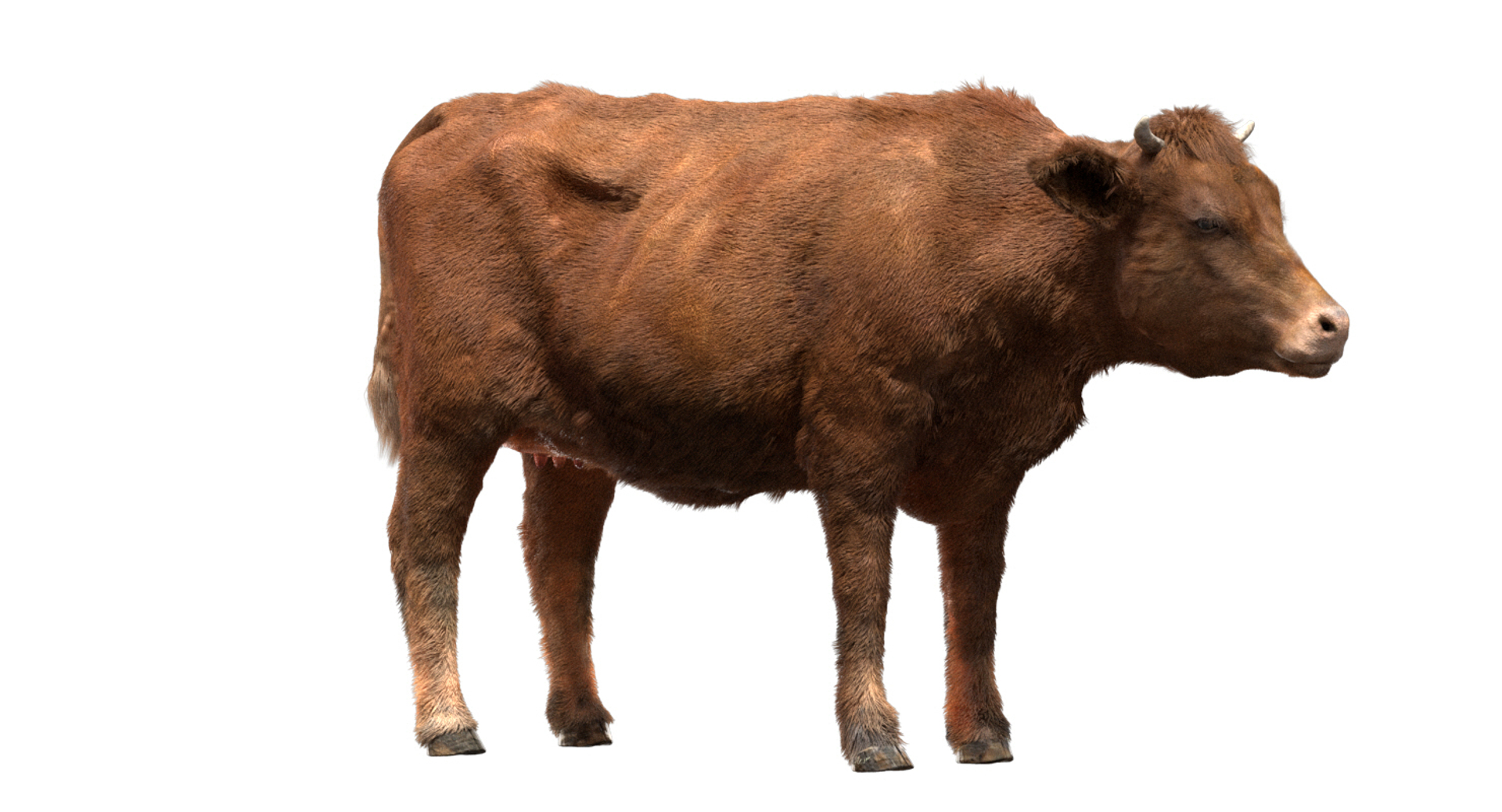 Cow Cattle Livestock 3D Model - TurboSquid 1390838