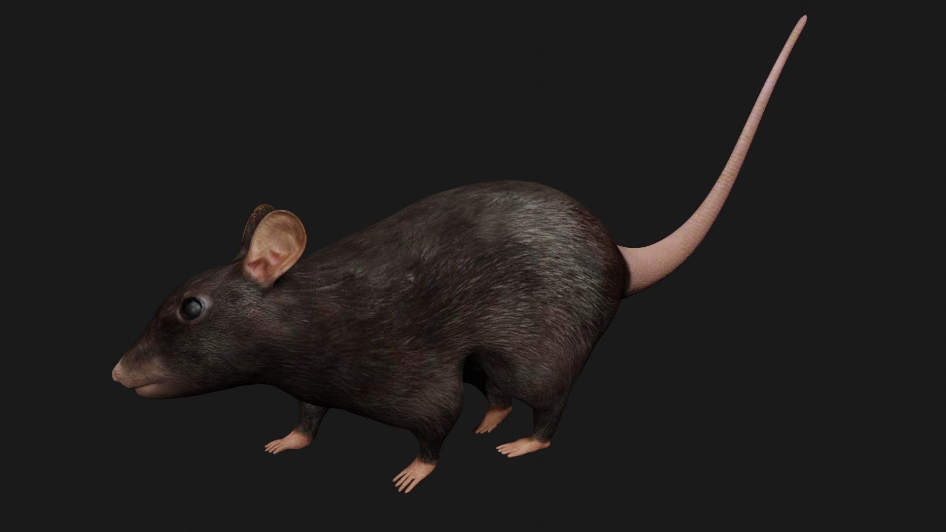 Mouse Rigged Model - TurboSquid 1661454
