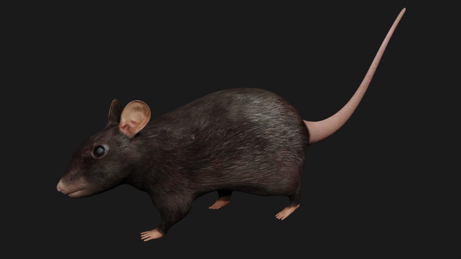 Mouse Rigged Model - TurboSquid 1661454