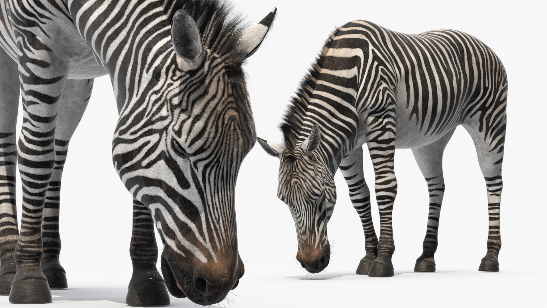 Plains Zebra Eating Fur 3D Model - TurboSquid 2366182