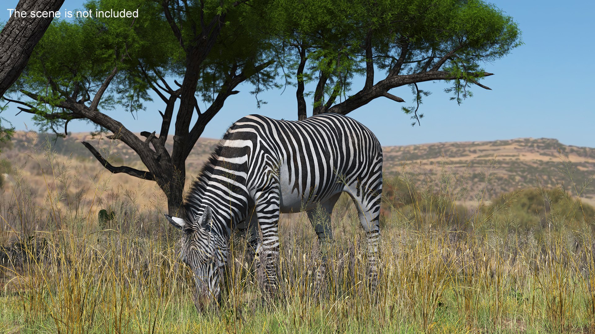 Plains Zebra Eating Fur 3D Model - TurboSquid 2366182
