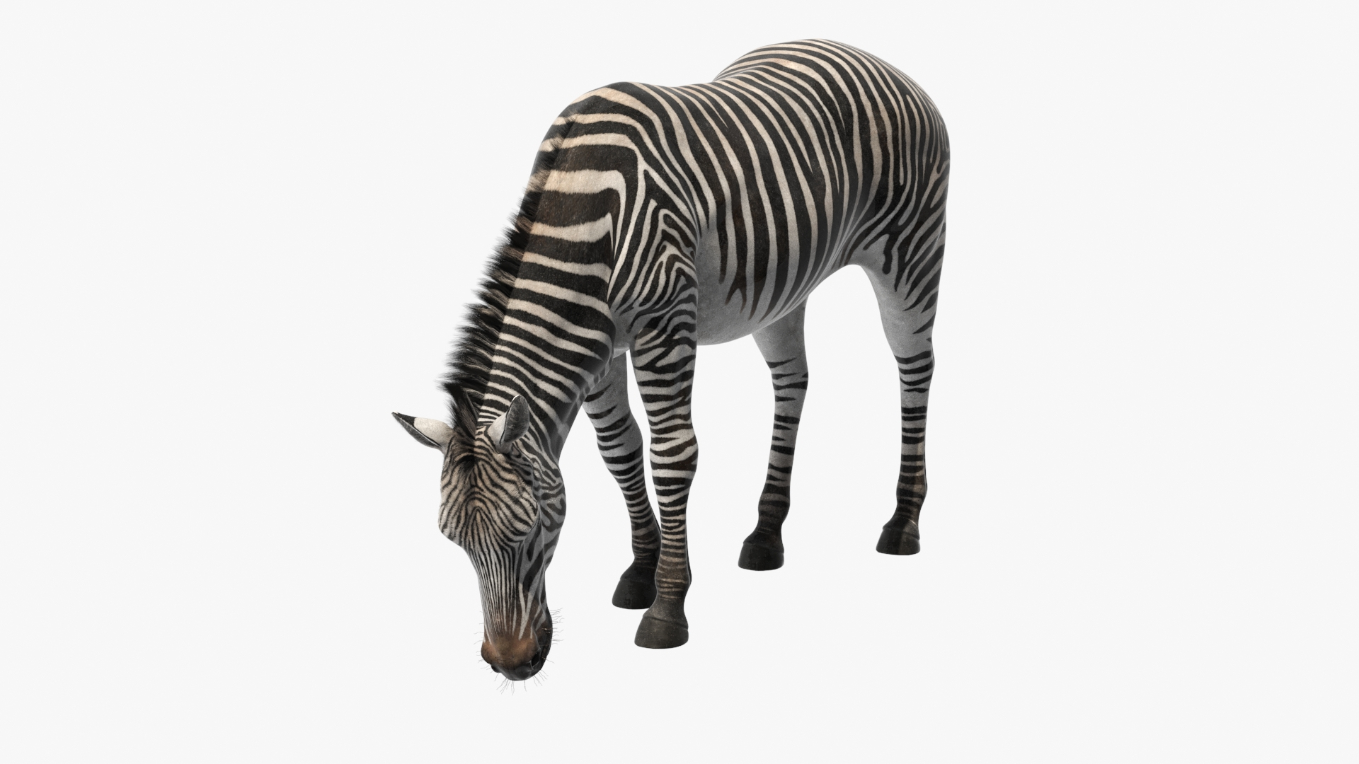 Plains Zebra Eating Fur 3D Model - TurboSquid 2366182