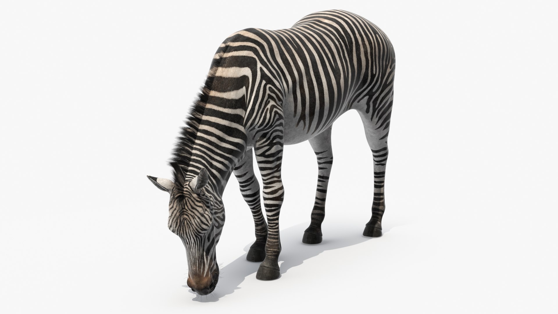 Plains Zebra Eating Fur 3D Model - TurboSquid 2366182