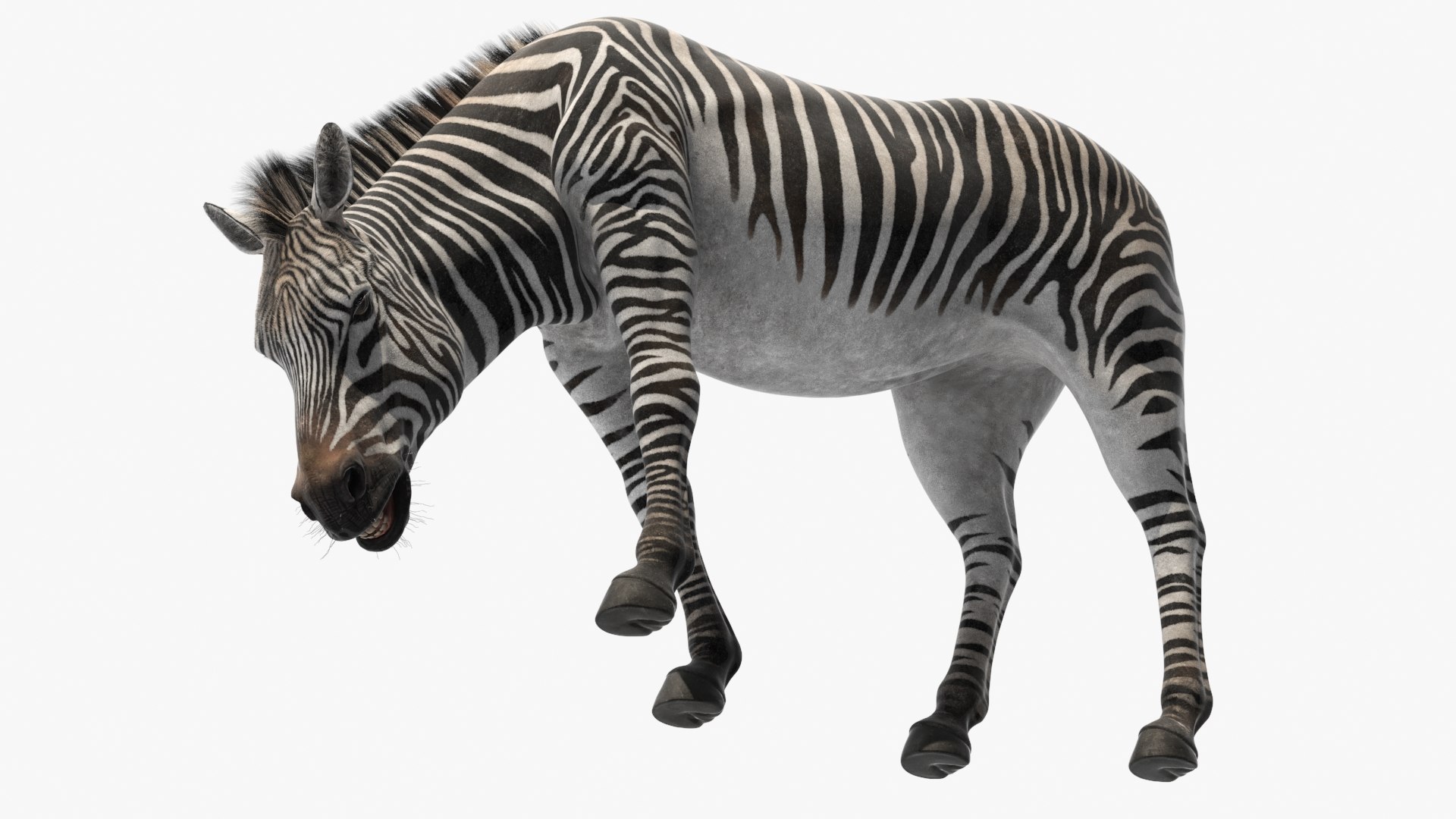 Plains Zebra Eating Fur 3D Model - TurboSquid 2366182