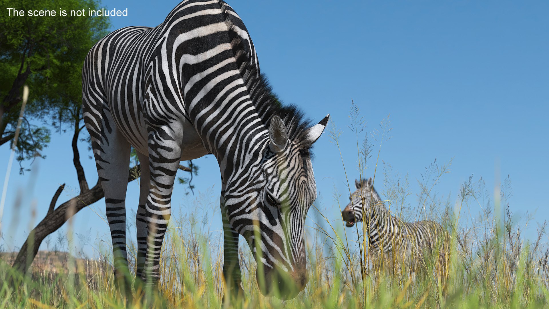 Plains Zebra Eating Fur 3D Model - TurboSquid 2366182