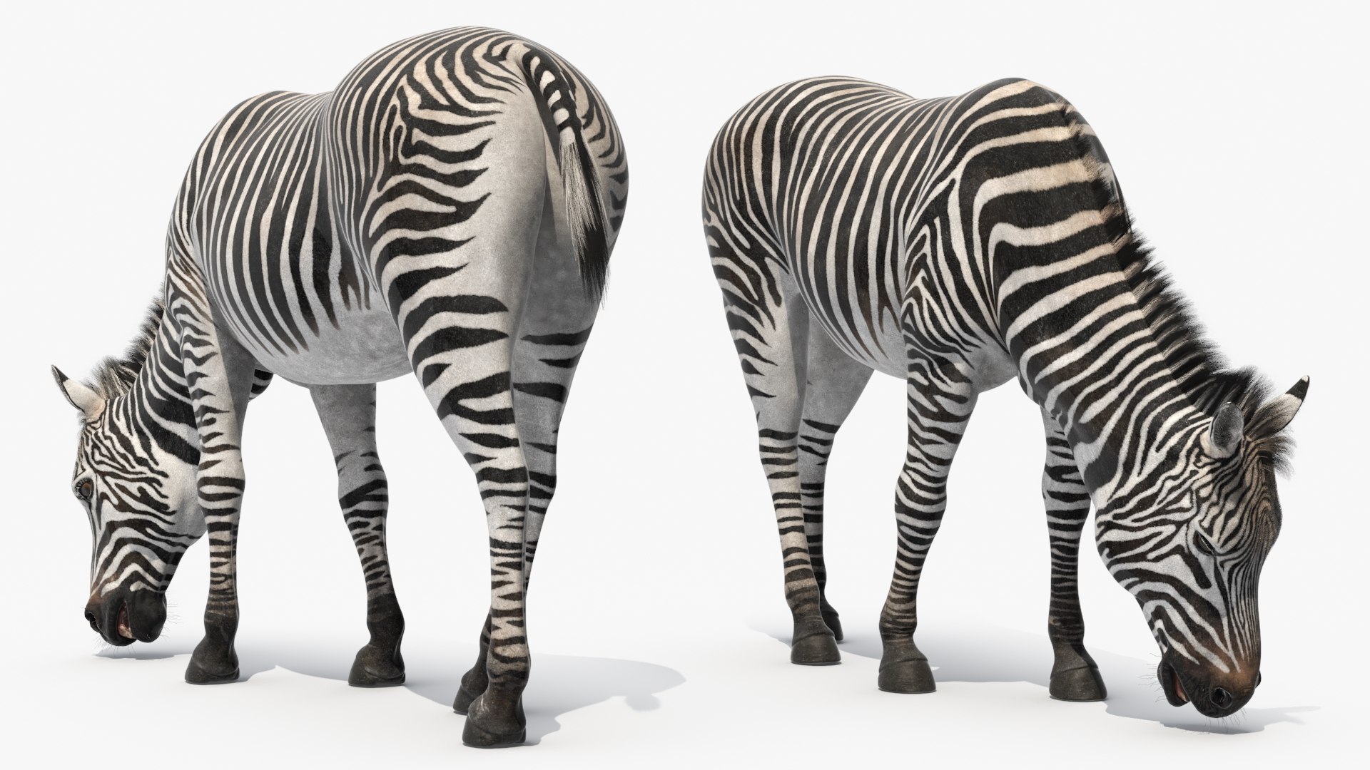 Plains Zebra Eating Fur 3D Model - TurboSquid 2366182
